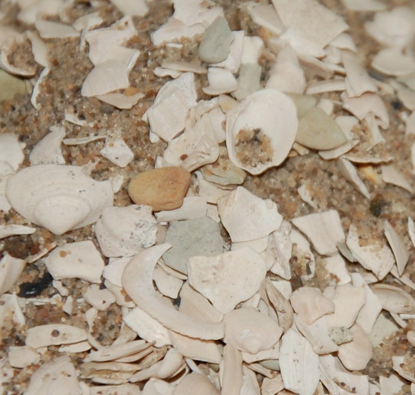 Новости РАКУШКА кормовая для повышения яйценоскости птиц. От производителя